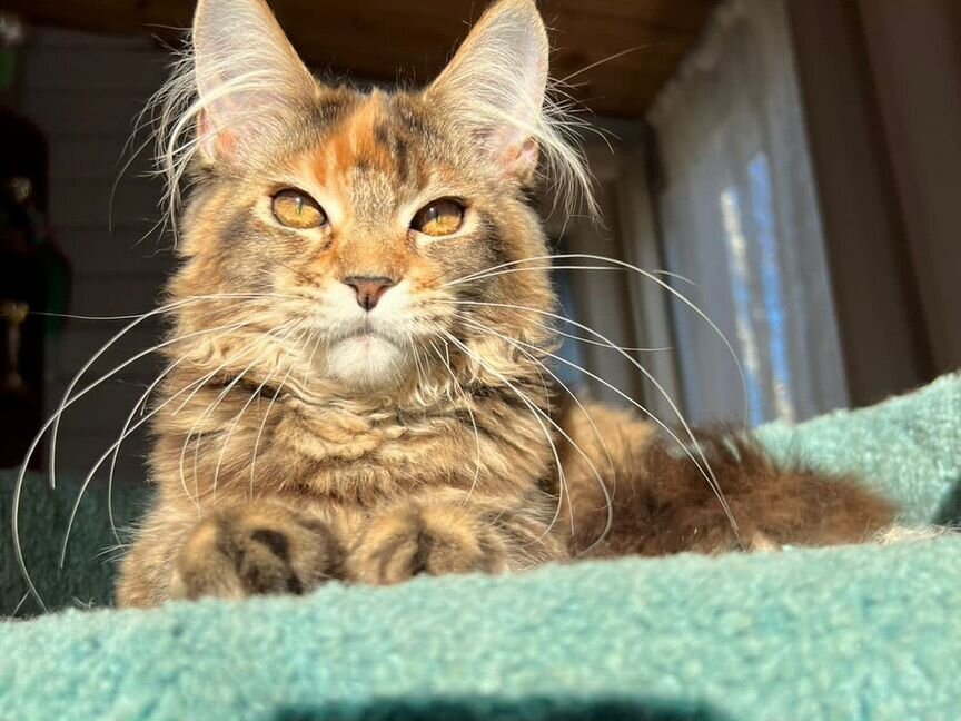 Мейн-кун девочка