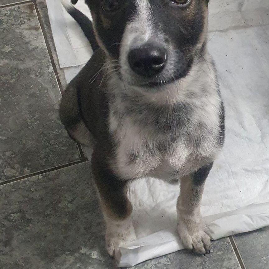 Щенок в добрые руки бесплатно