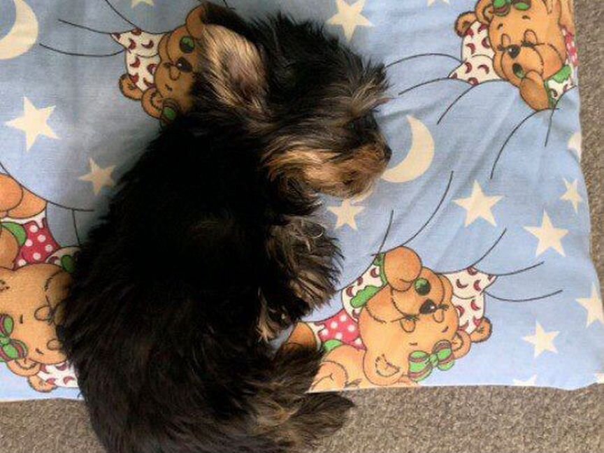 Йоркширский терьер