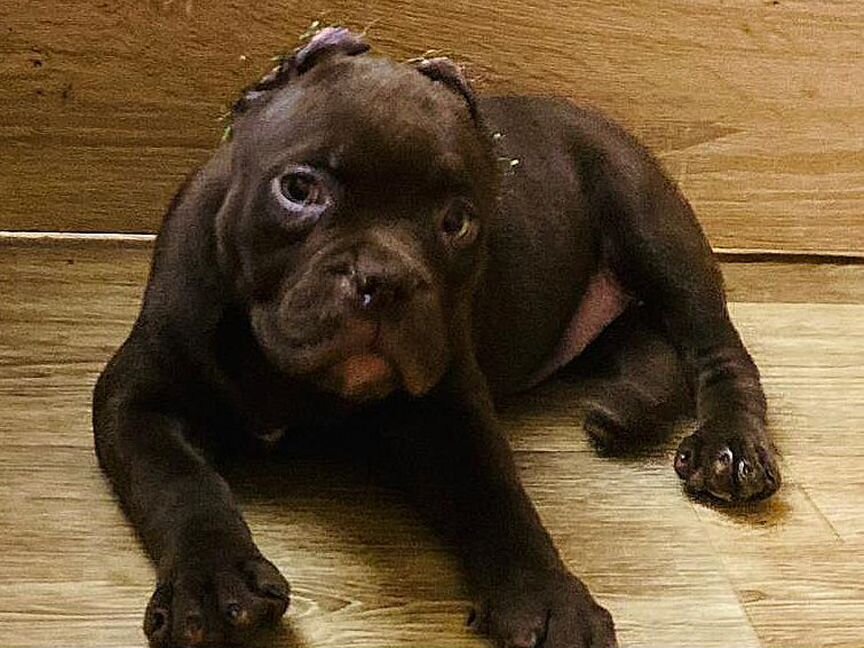 Девочка Пума американского булли pocket