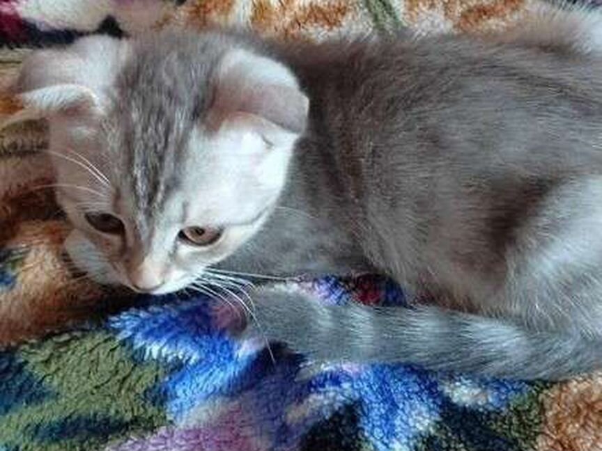 Кошка шотландская