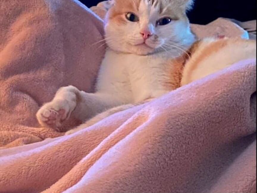 Удивительный кот