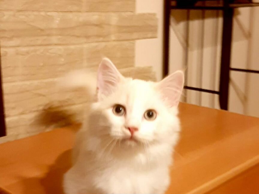 Котята манчкин