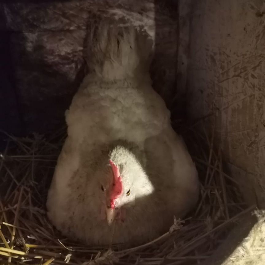 Продам курицу наседку
