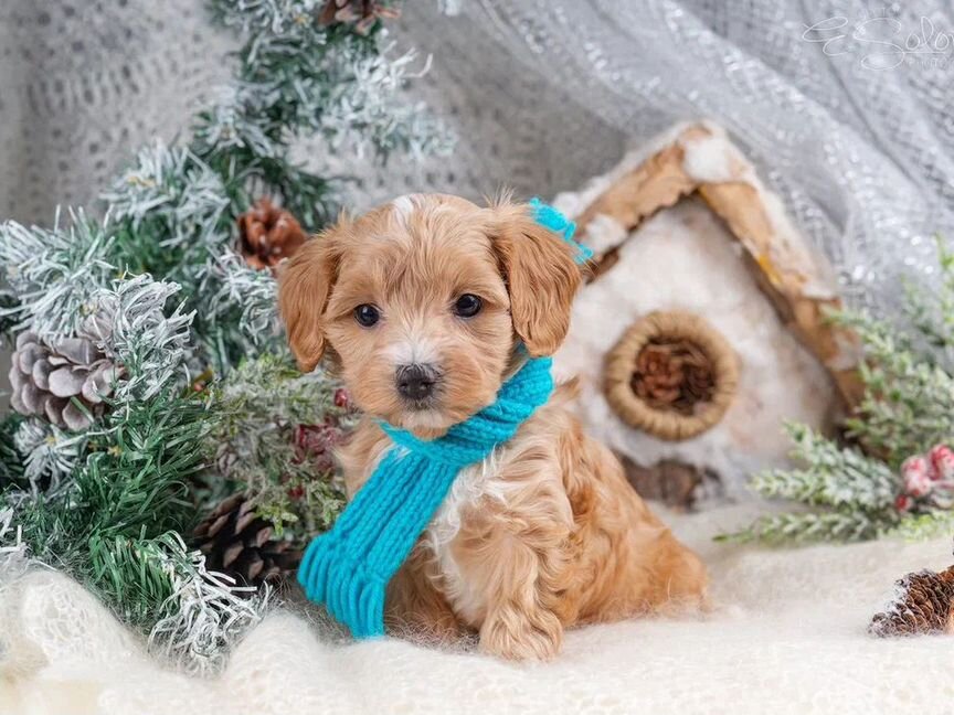 Мальтипу f1 в Спб