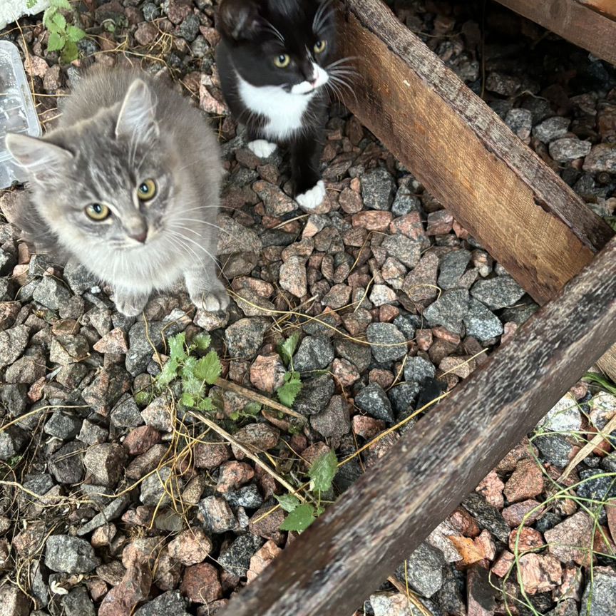 Котята в добрые руки