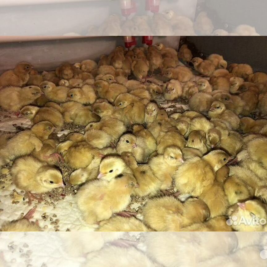 Перепелята суточные