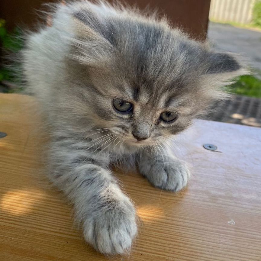 Котёнок в добрые руки