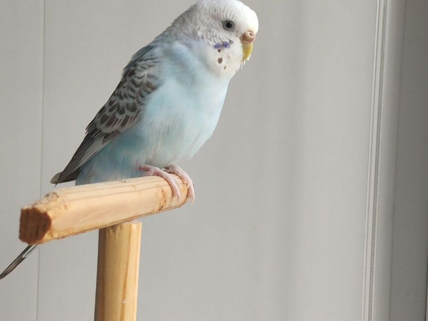 Попугай волнистый