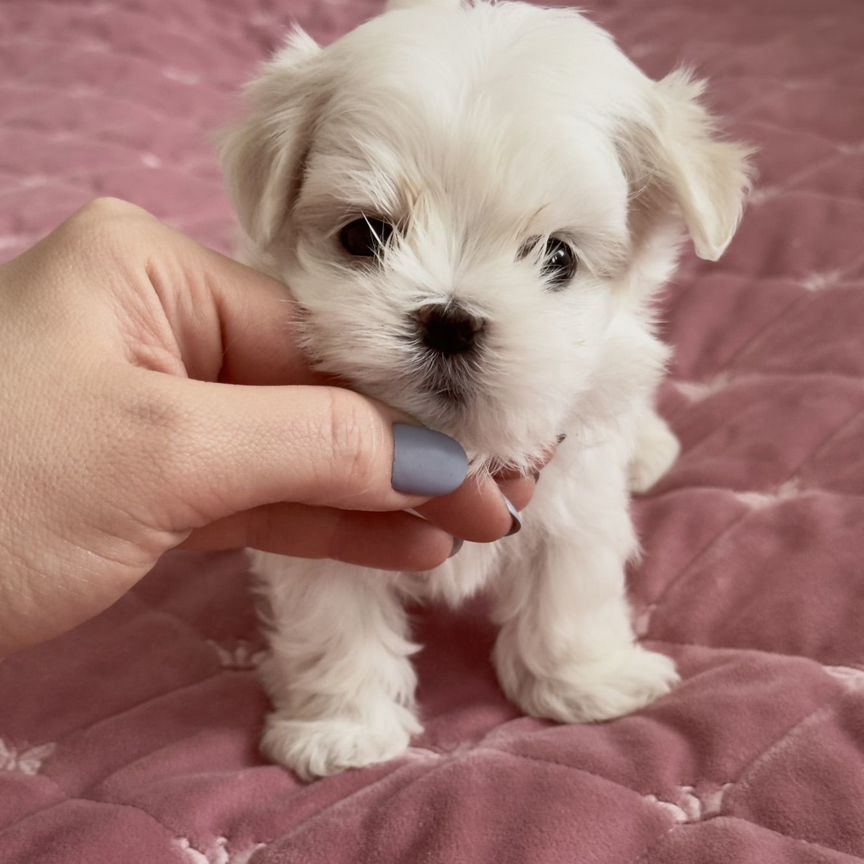 Мальтезе мини малыш