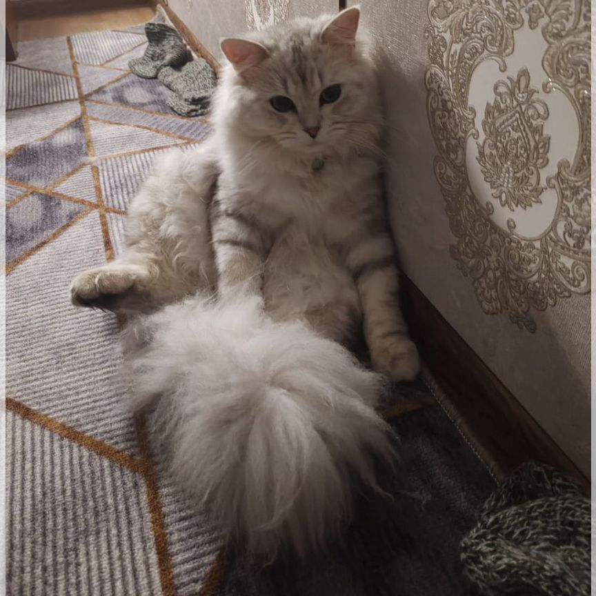 Кошка Шотландская