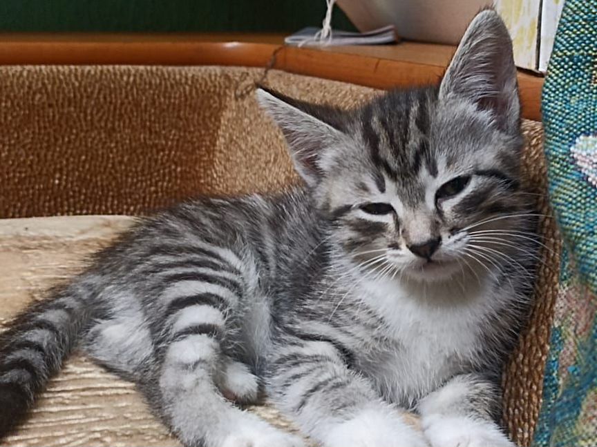 Котята в добрые руки бесплатно приученные к лотку