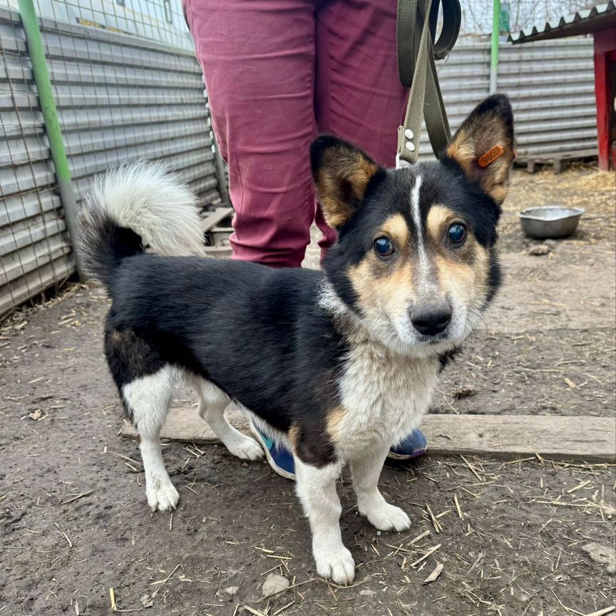 Слепой пёсик попал в отлов