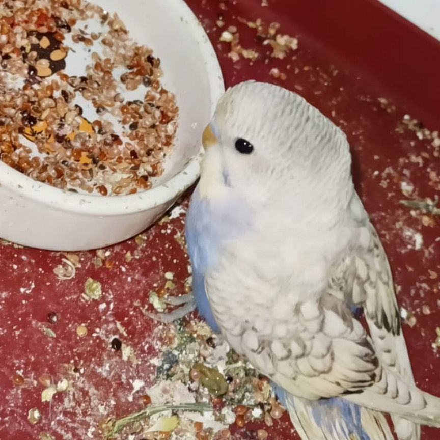 Волнистый попугай