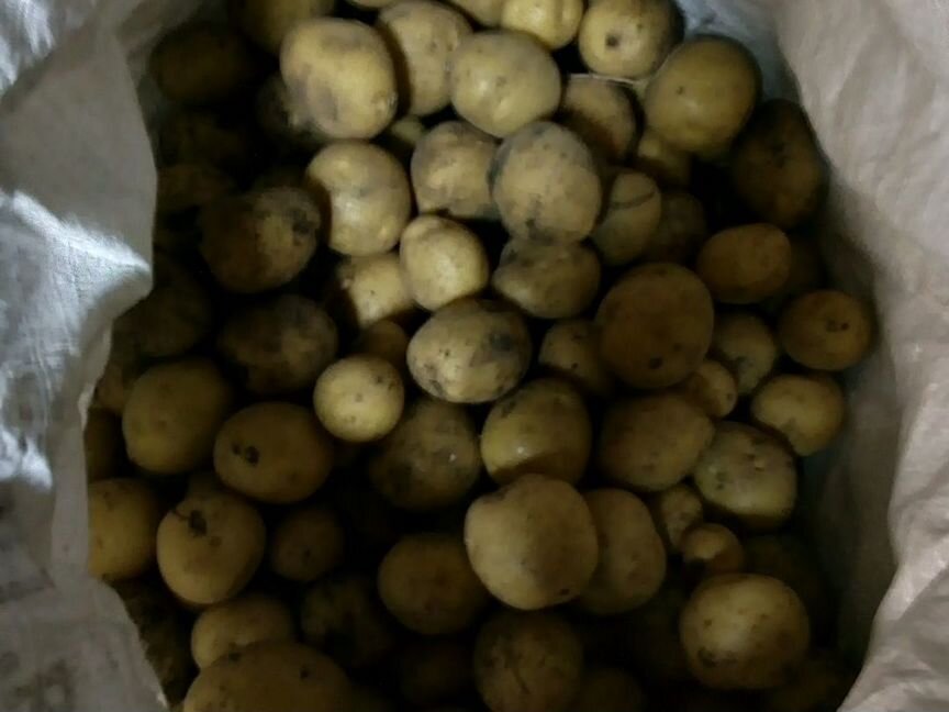 Картофель на корм животным