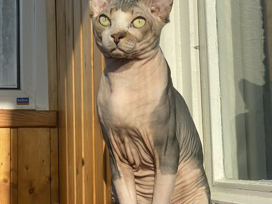 Вязка Канадский сфинкс