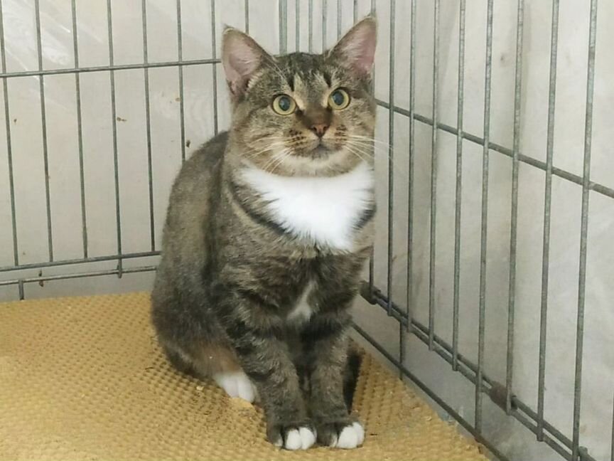 Кошка в дар бесплатно