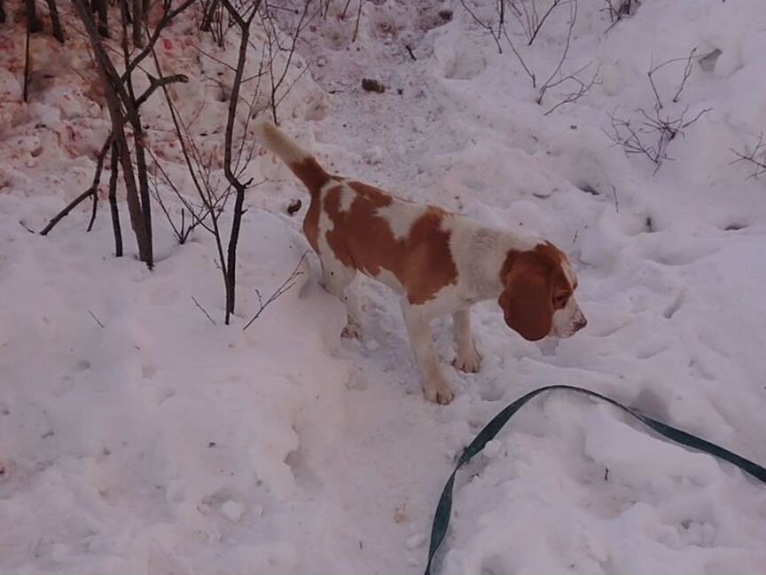 Найдена собака Бигль