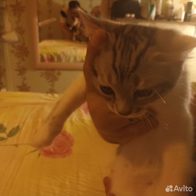 2 девочки 1 мальчик, отдам в хорошие руки