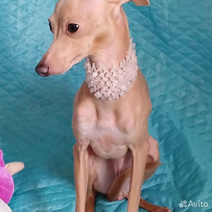 Левретка девочка