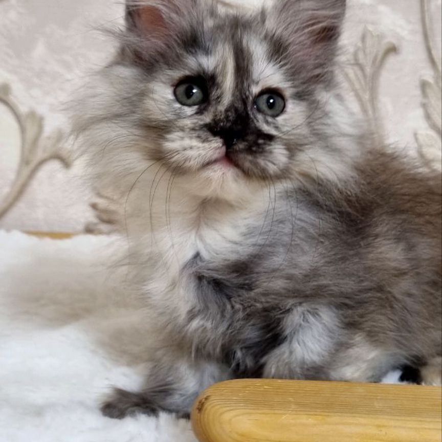 Котята мейн-кун