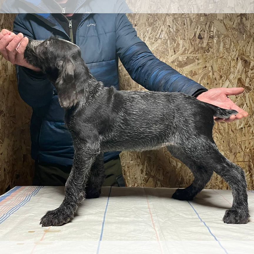 Дратхаар, щенок