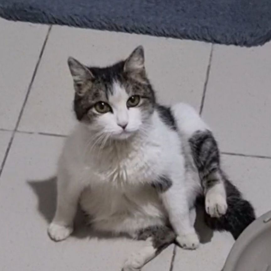 1.5 гола толстущюшке Заводи