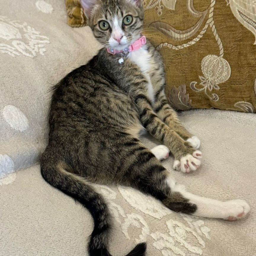 Котенок девочка в поиске своей семьи