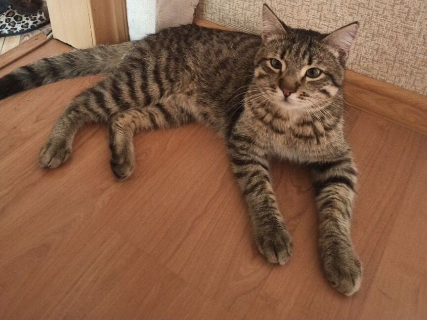 Молодой кот