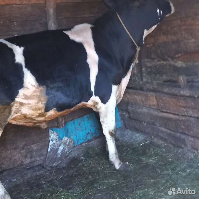 Бык на мясо