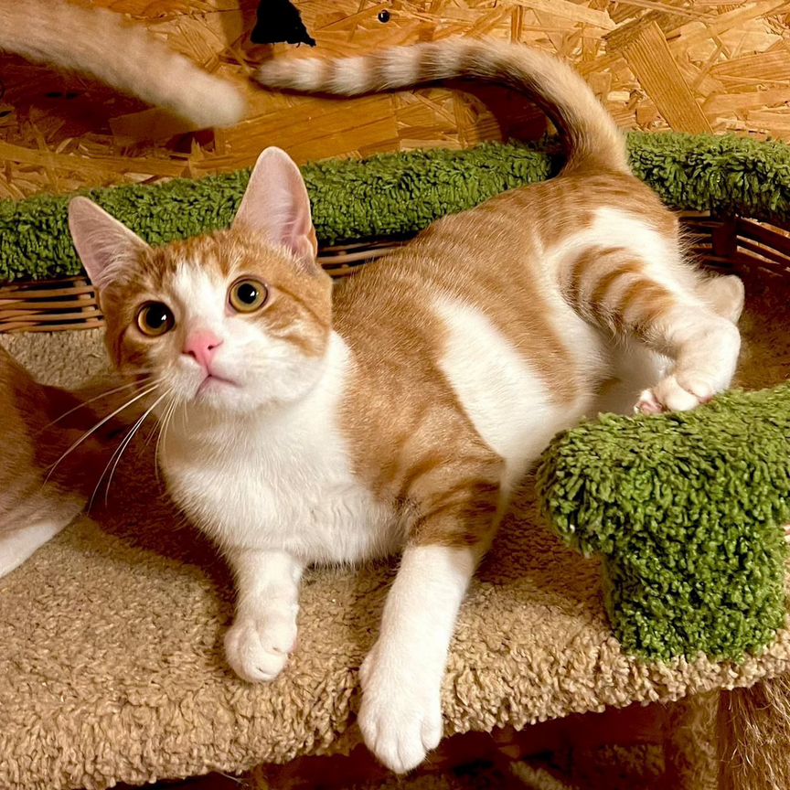 Рыжий котенок