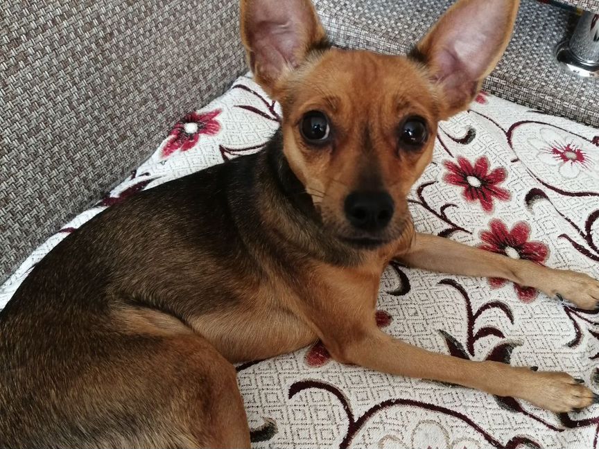 Вязка тортерьер