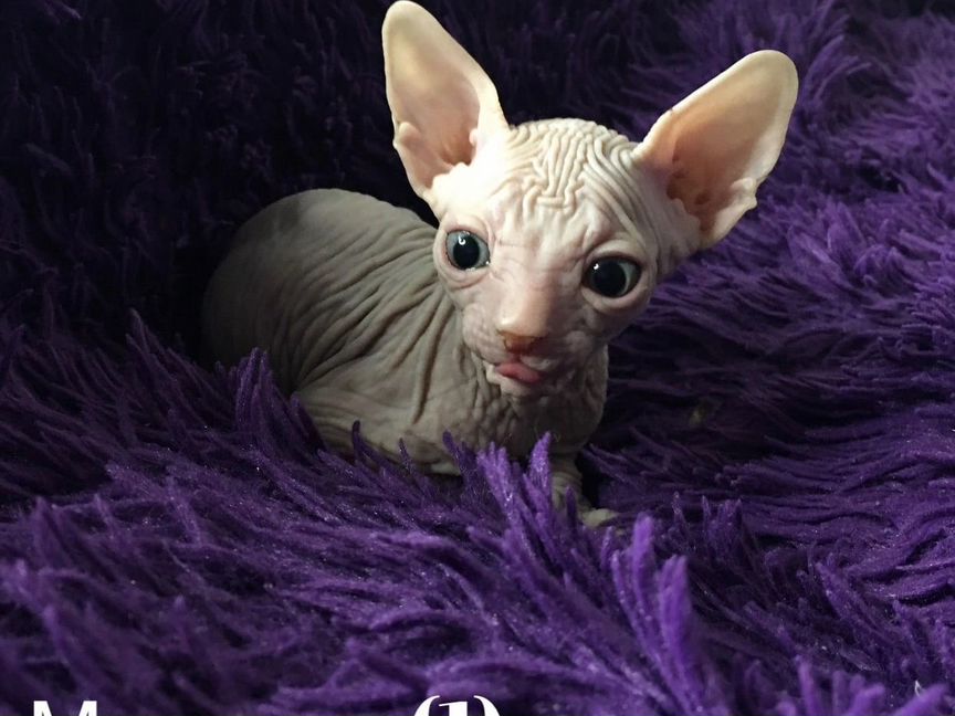 Канадский сфинкс