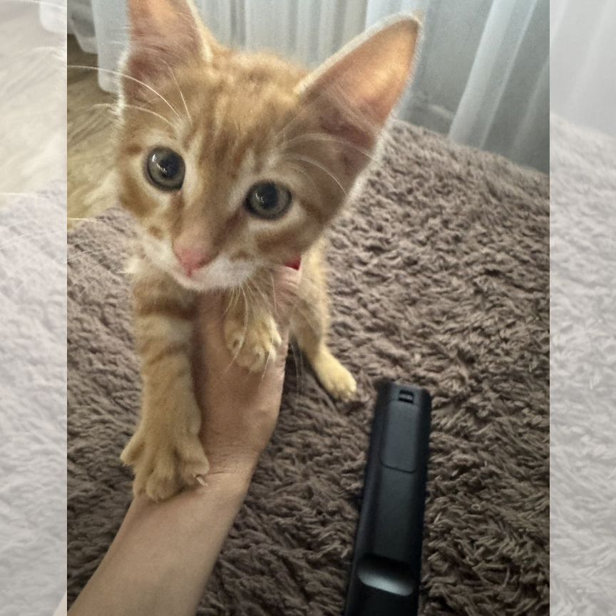 Котёнок в добрые руки