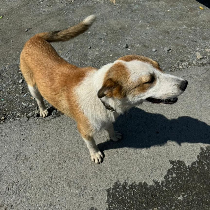 Ласковая собачка Лиса