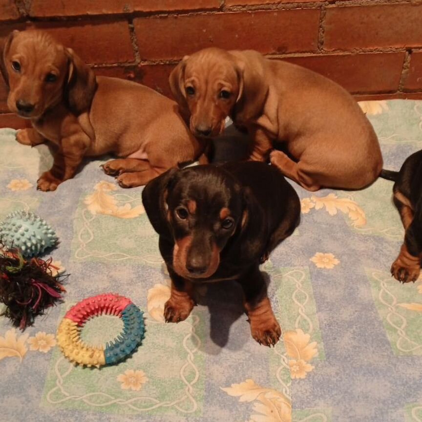 Такса, щенок