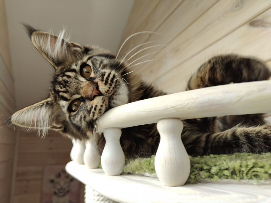 Мейн кун мраморенок