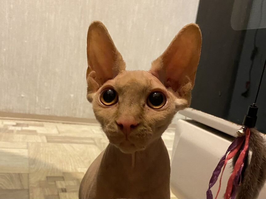 Канадский сфинкс кошка