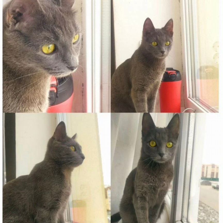 Кошечка 6.5 месяцев