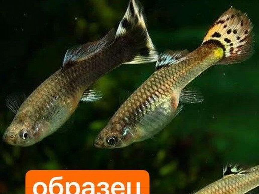 Рыба Гуппи обычный