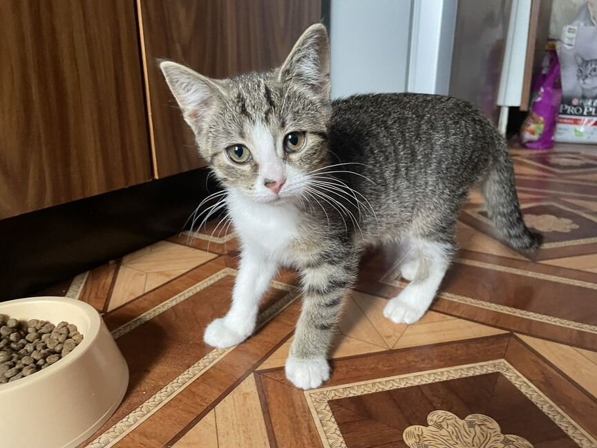 Котенок