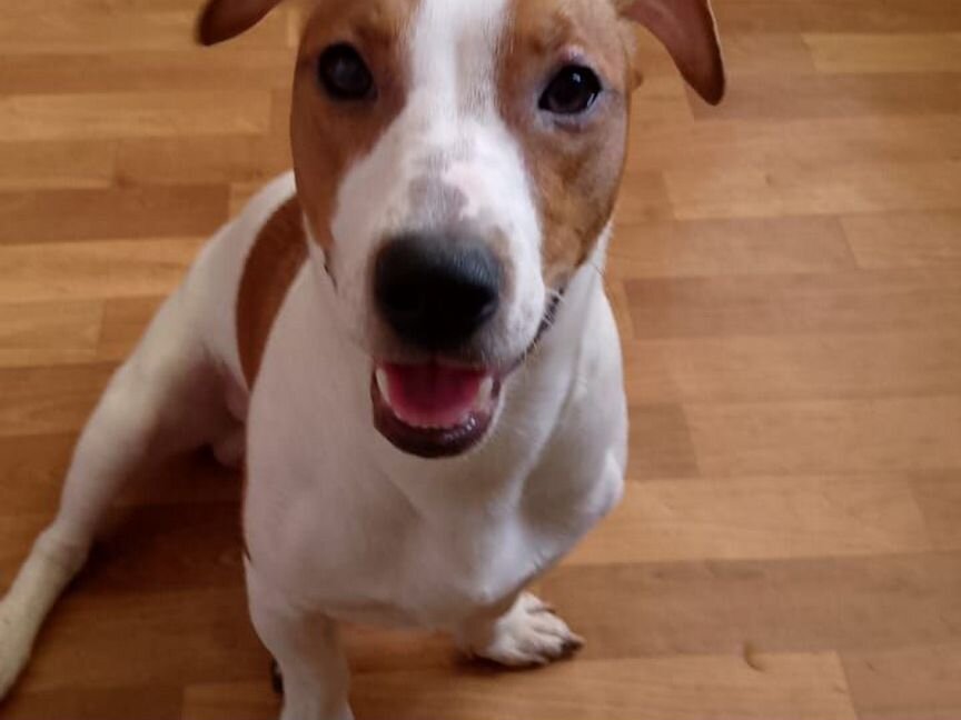 Джек Рассел терьер