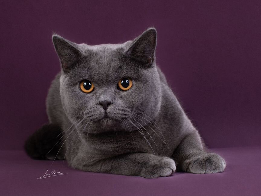 Британский кот вязка
