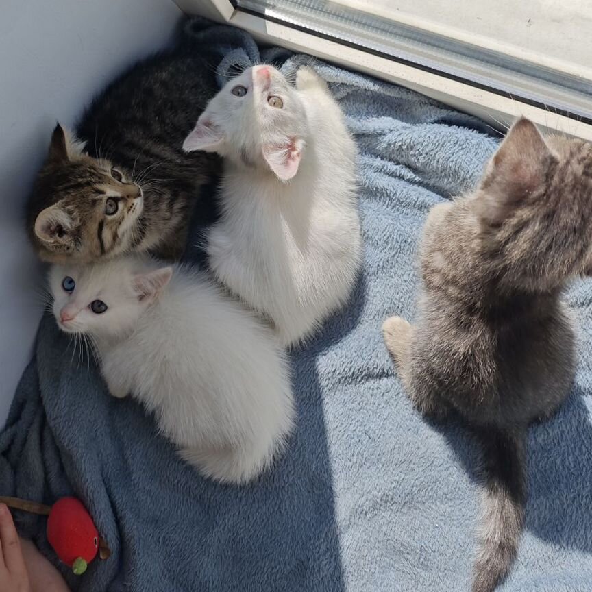 Котята от Као Мани