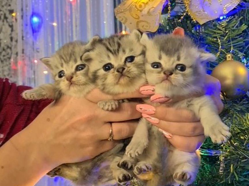 Новогодние Шотландские вислоухие котята