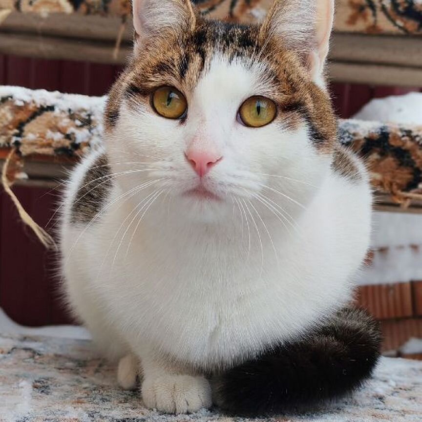 Взрослый кот в добрые руки