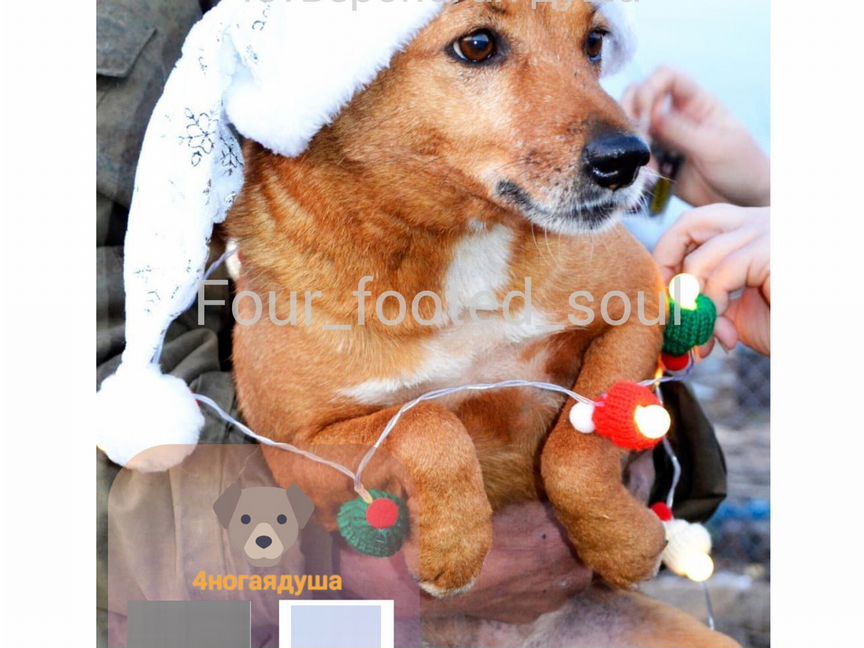 Собака в добрые руки