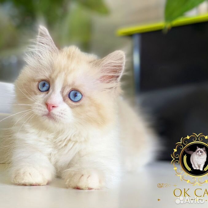 Манчкин супермини в редком окрасе