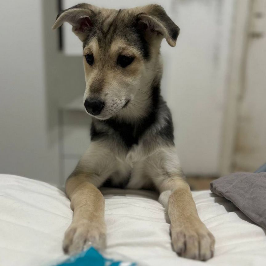 Щенок в добрые руки