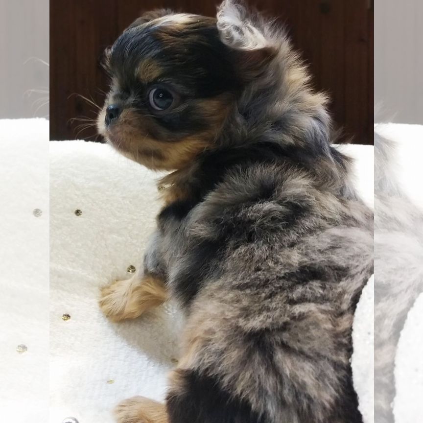 Чихуахуа, щенок